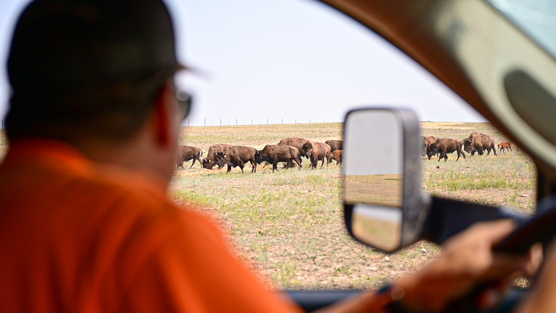 Bison Reintroduction: Nature's Best Tool - WORC