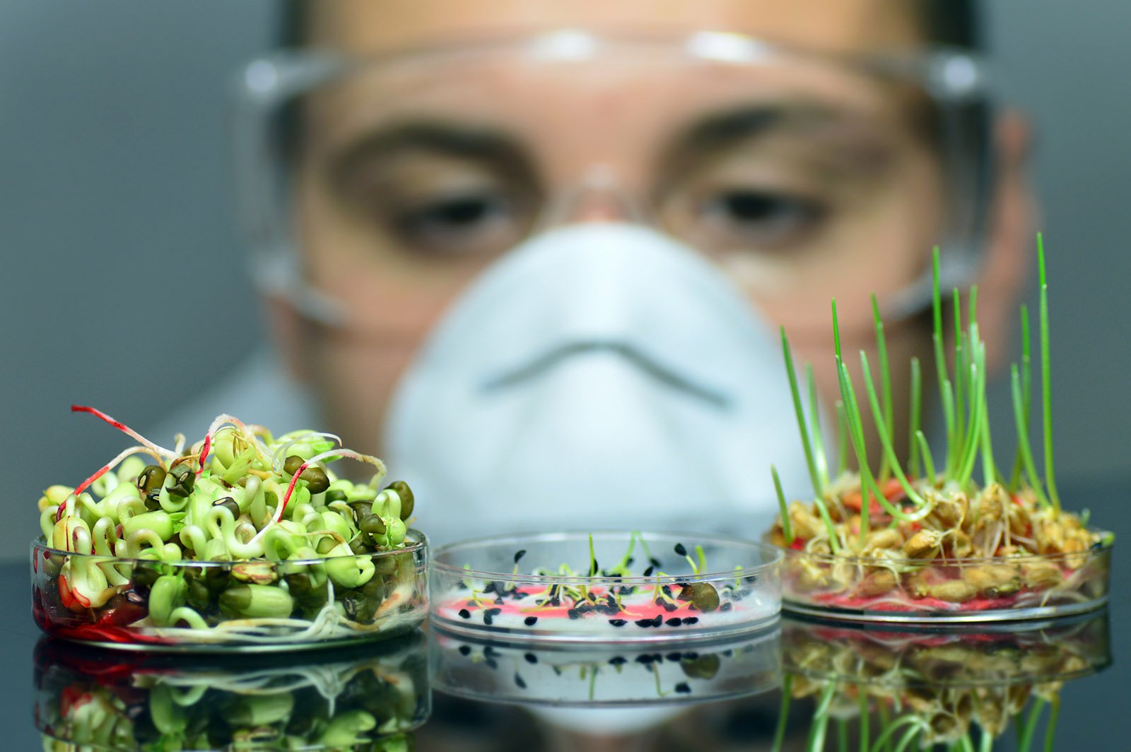 No Genetically Modified Crops | WORC